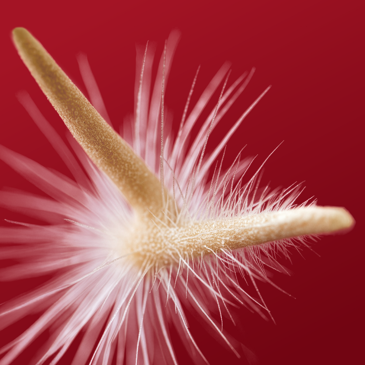 Hållbar Odling Med Aminosyror - Arevo